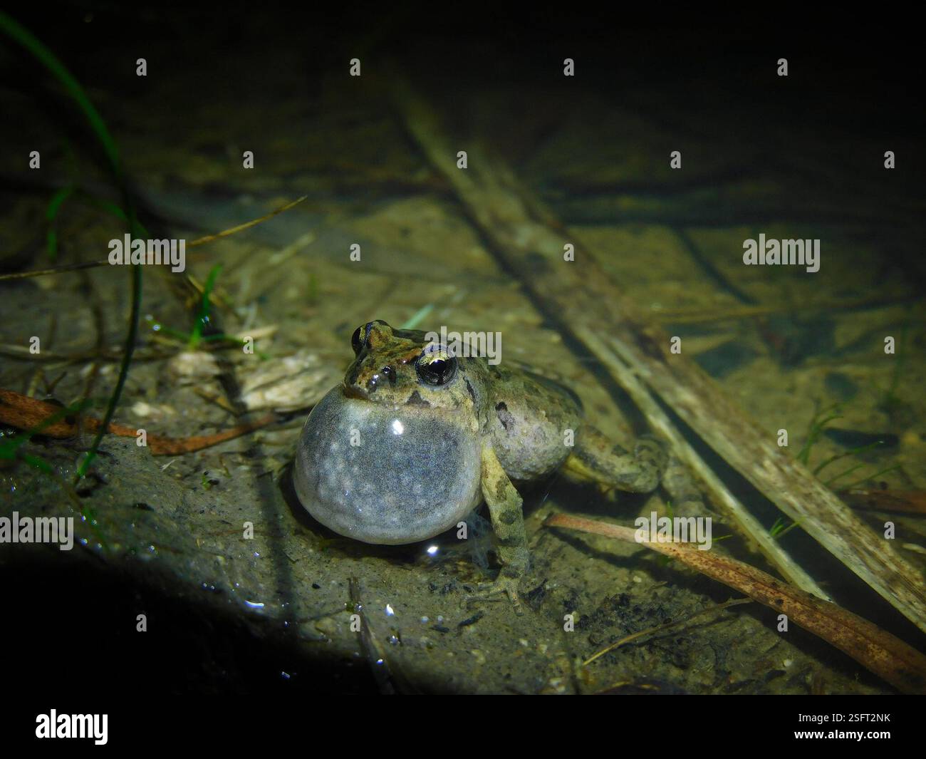 Common Eastern Froglet (Crinia signifera), Amphibia, Hobart TAS ...