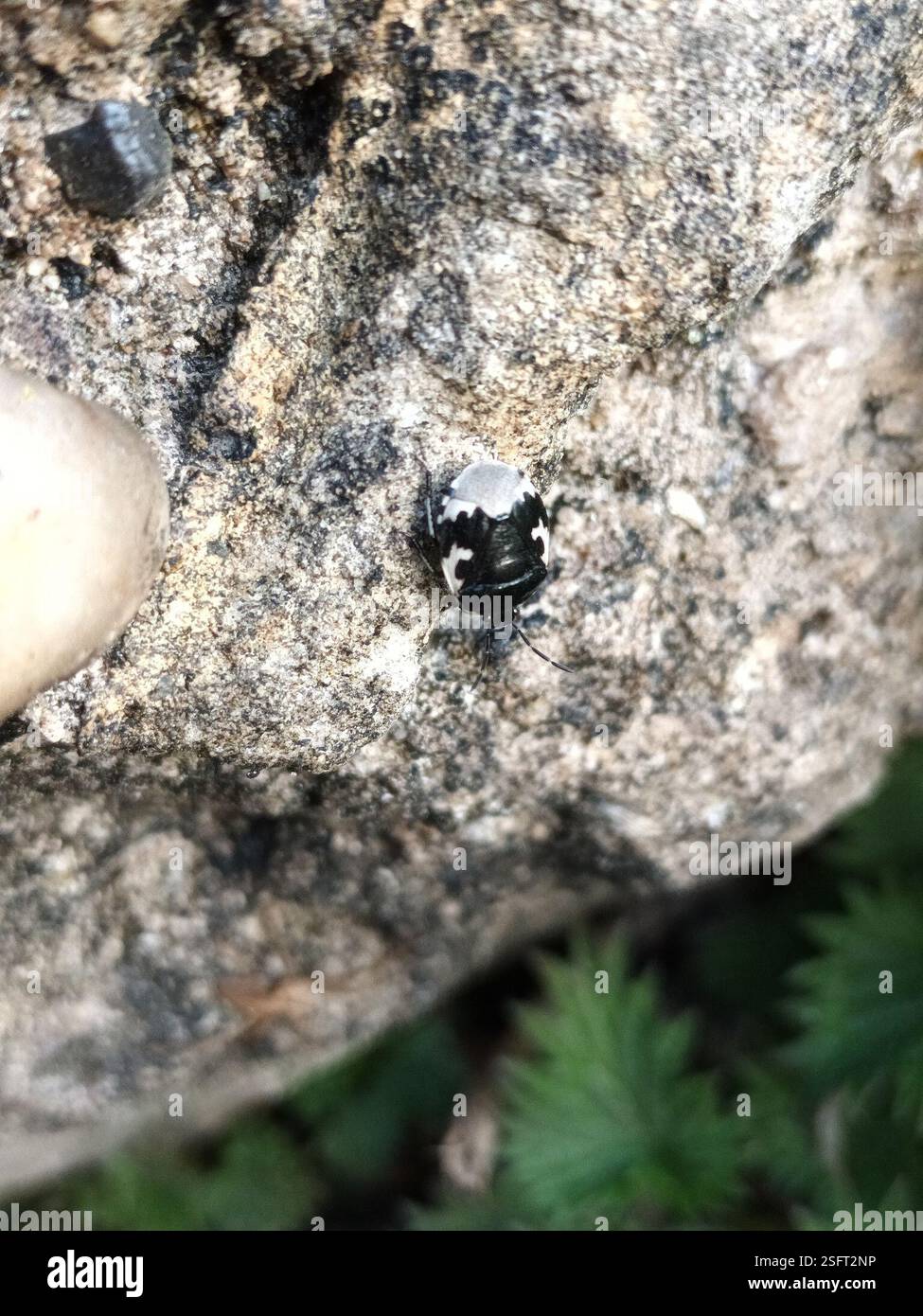 Pied shield bug (Tritomegas bicolor), Insecta, Norfolk, UK Stock Photo ...