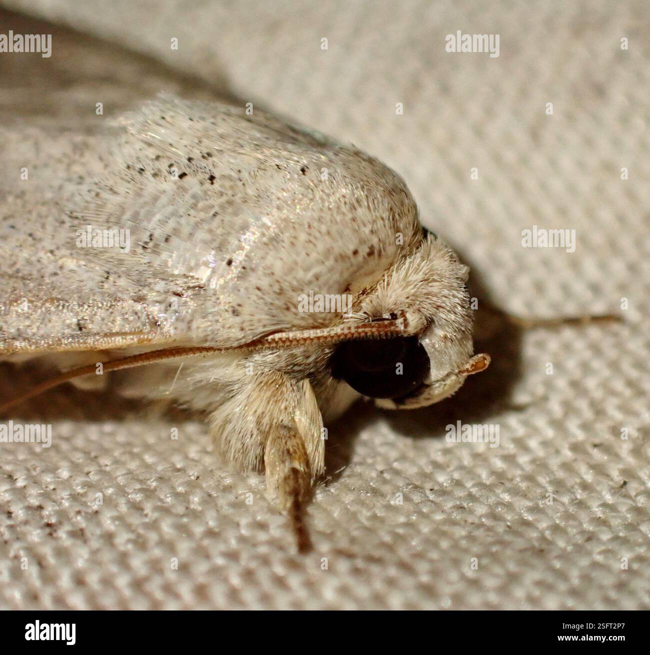 Owlet Moths and Allies (Noctuoidea), Insecta, Santo Antão, Cape Verde ...