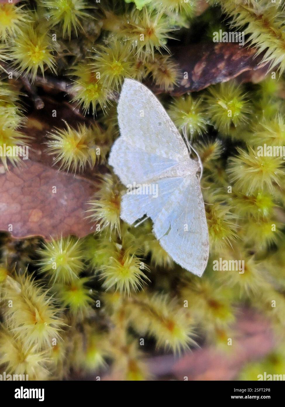 Native cranberry moth (Poecilasthena pulchraria), Insecta, Kokatahi ...