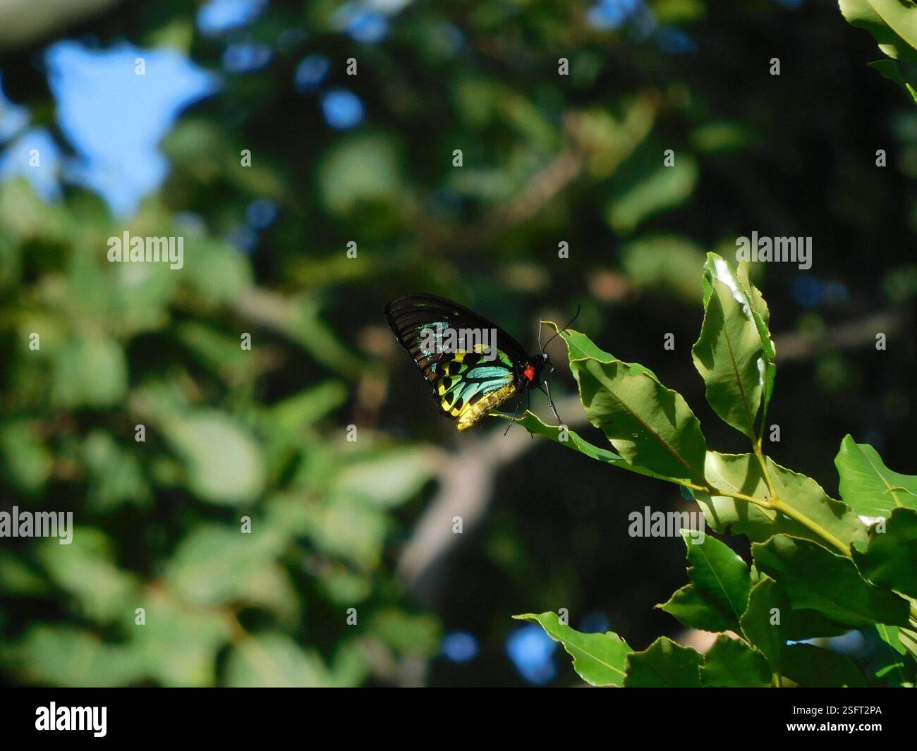 Cairns Birdwing (Ornithoptera euphorion), Insecta, Lamb Range QLD 4870 ...