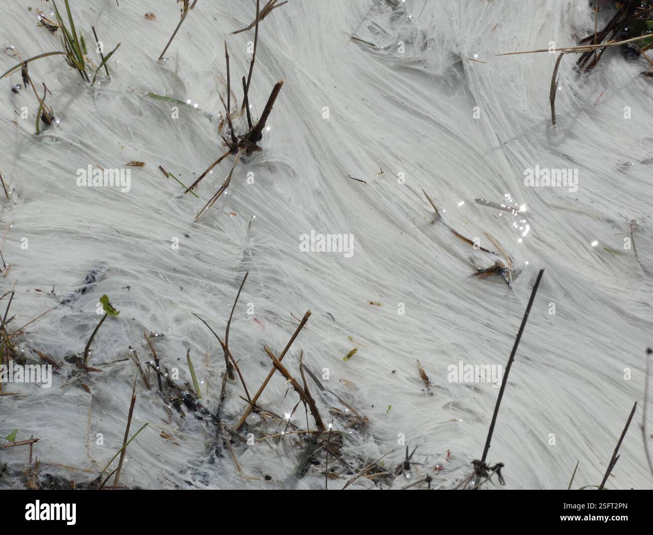 bacteria (Bacteria), , Water Works EEC - Palatka, FL 32177, USA, I am ...