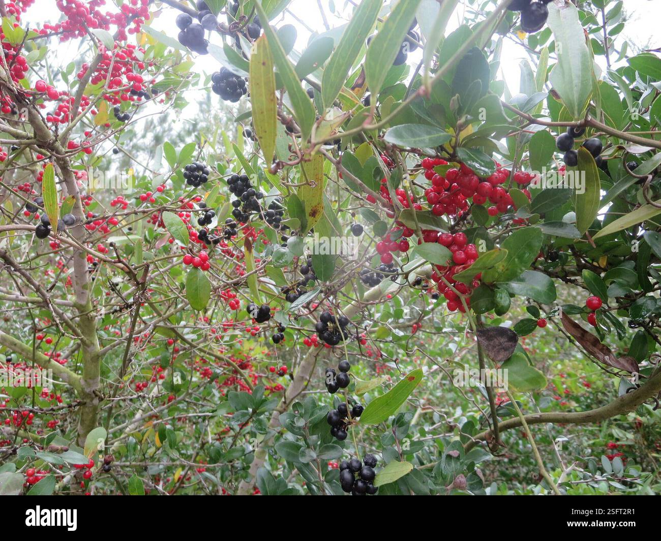 greenbrier family (Smilacaceae), Plantae, Windsor Forest, Savannah, GA ...