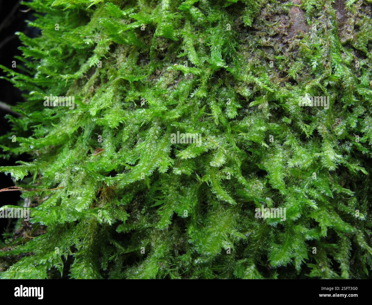 Neckera pumila hi-res stock photography and images - Alamy