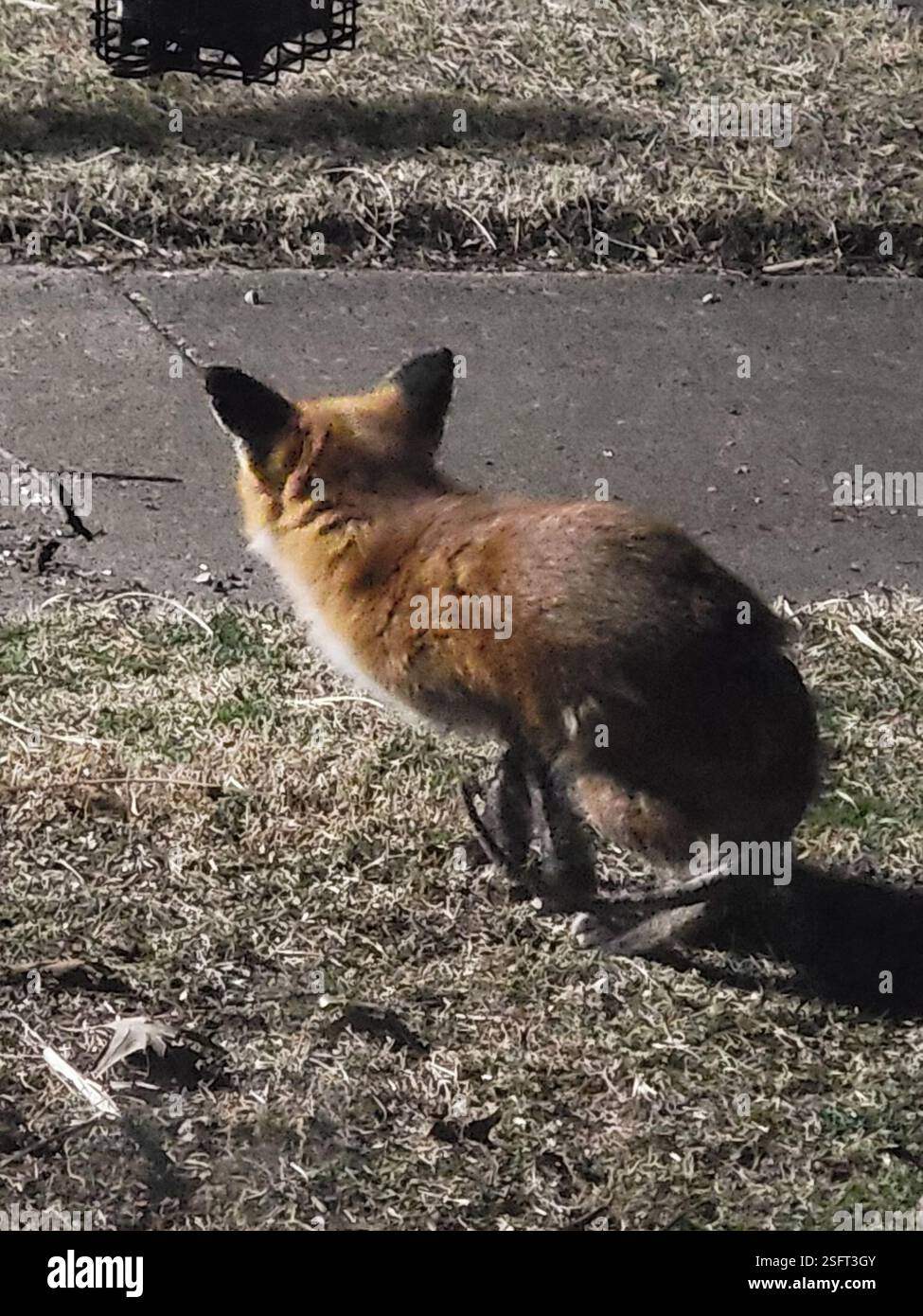 Red Fox (Vulpes vulpes), Mammalia, Deale, MD 20751, USA, Entire hind ...