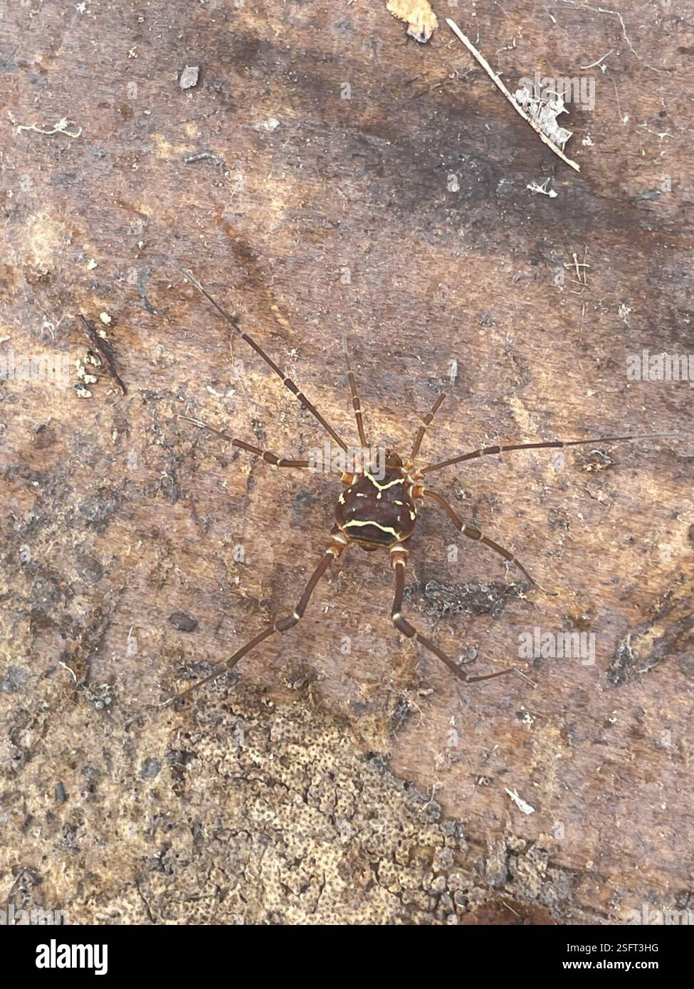 (Libitioides sayi), Arachnida, Pintail Ln, Natchez, MS, US Stock Photo ...