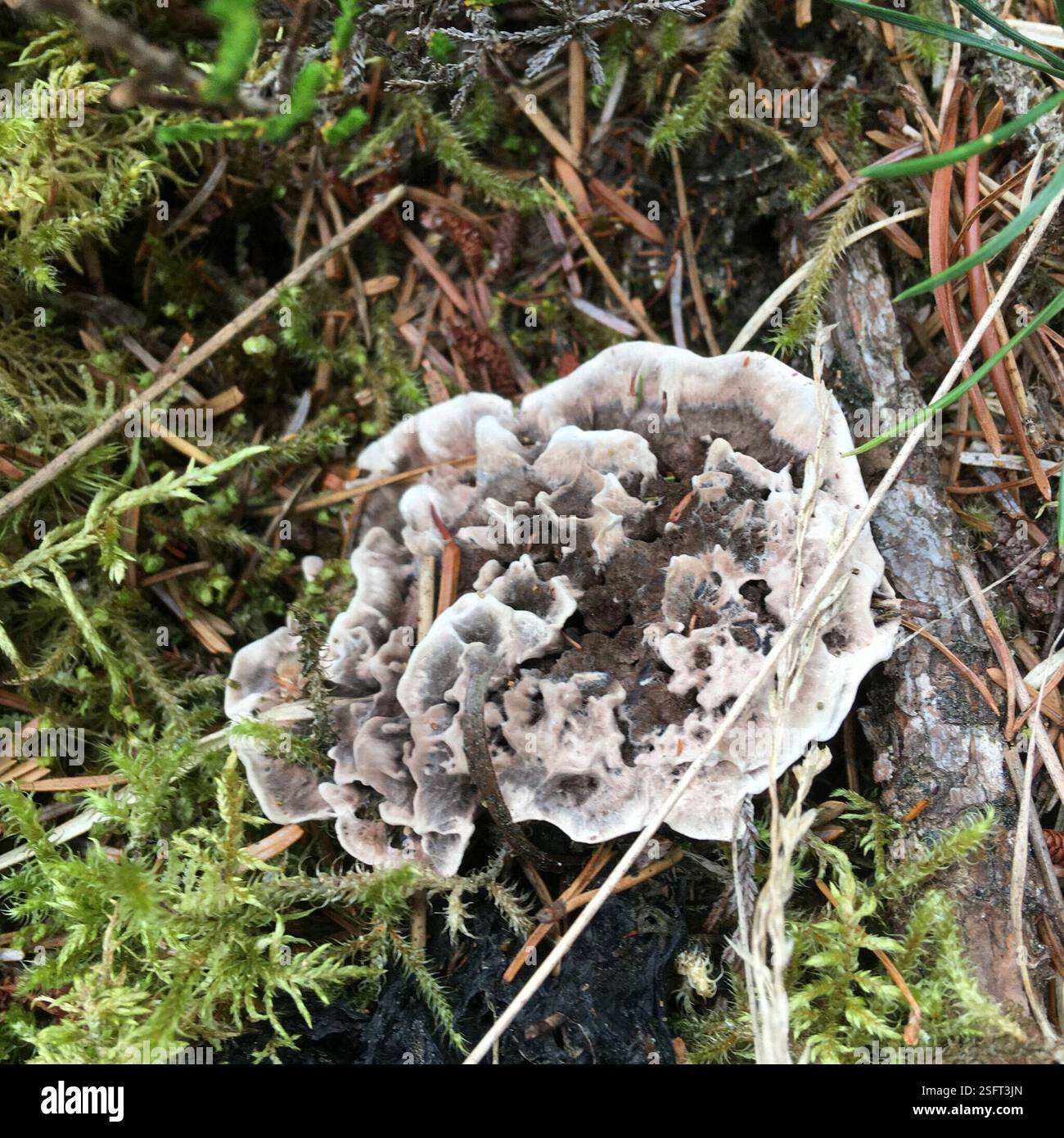 Woolly Tooth (Phellodon tomentosus), Fungi, Highland Council, UK, on ...
