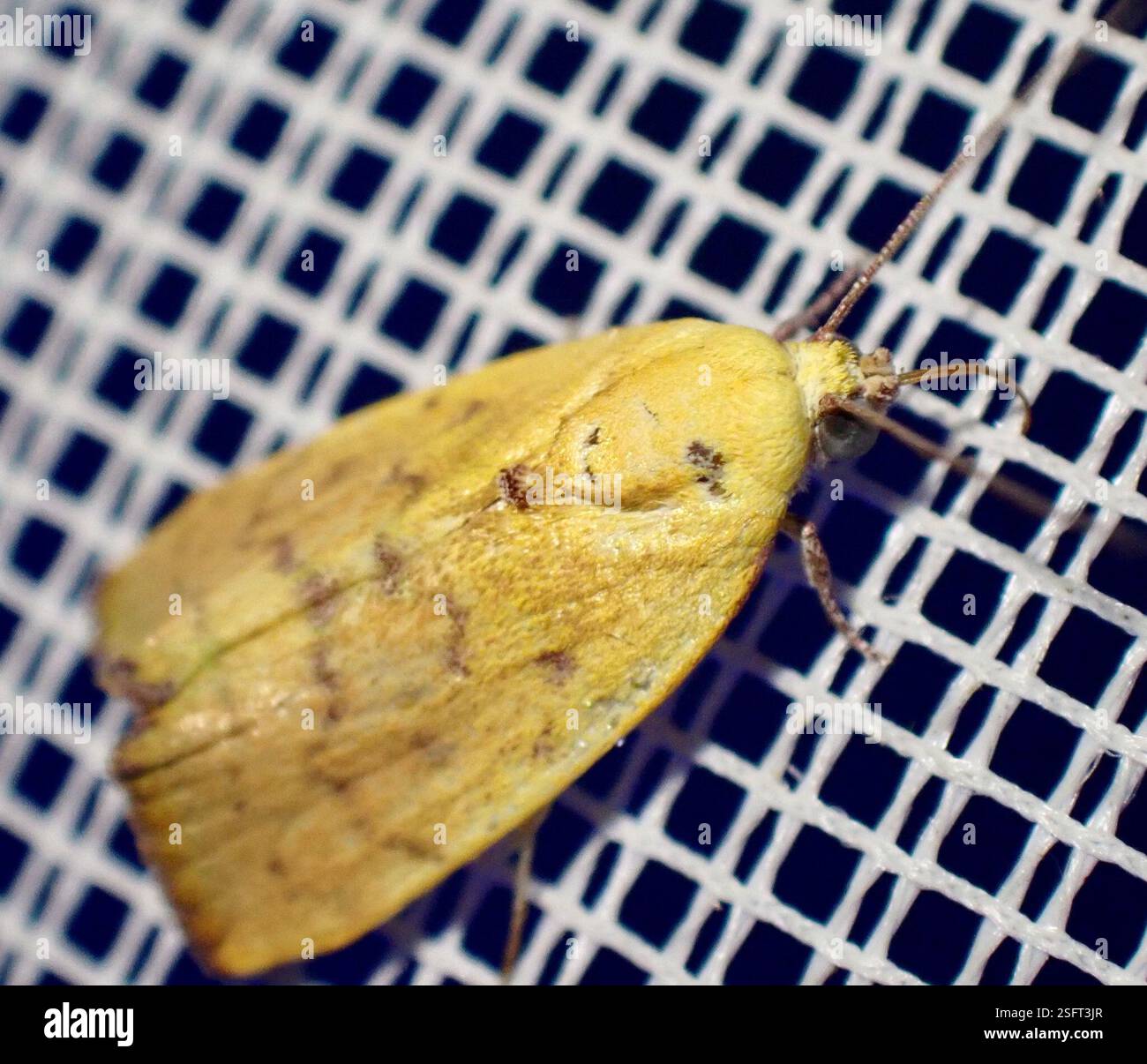 (Earias), Insecta, Santo Antão, Cape Verde, CV Stock Photo - Alamy
