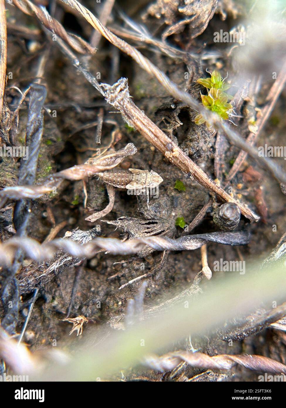 (Paralimnina), Insecta, El Chorro Regional Park, San Luis Obispo, CA ...