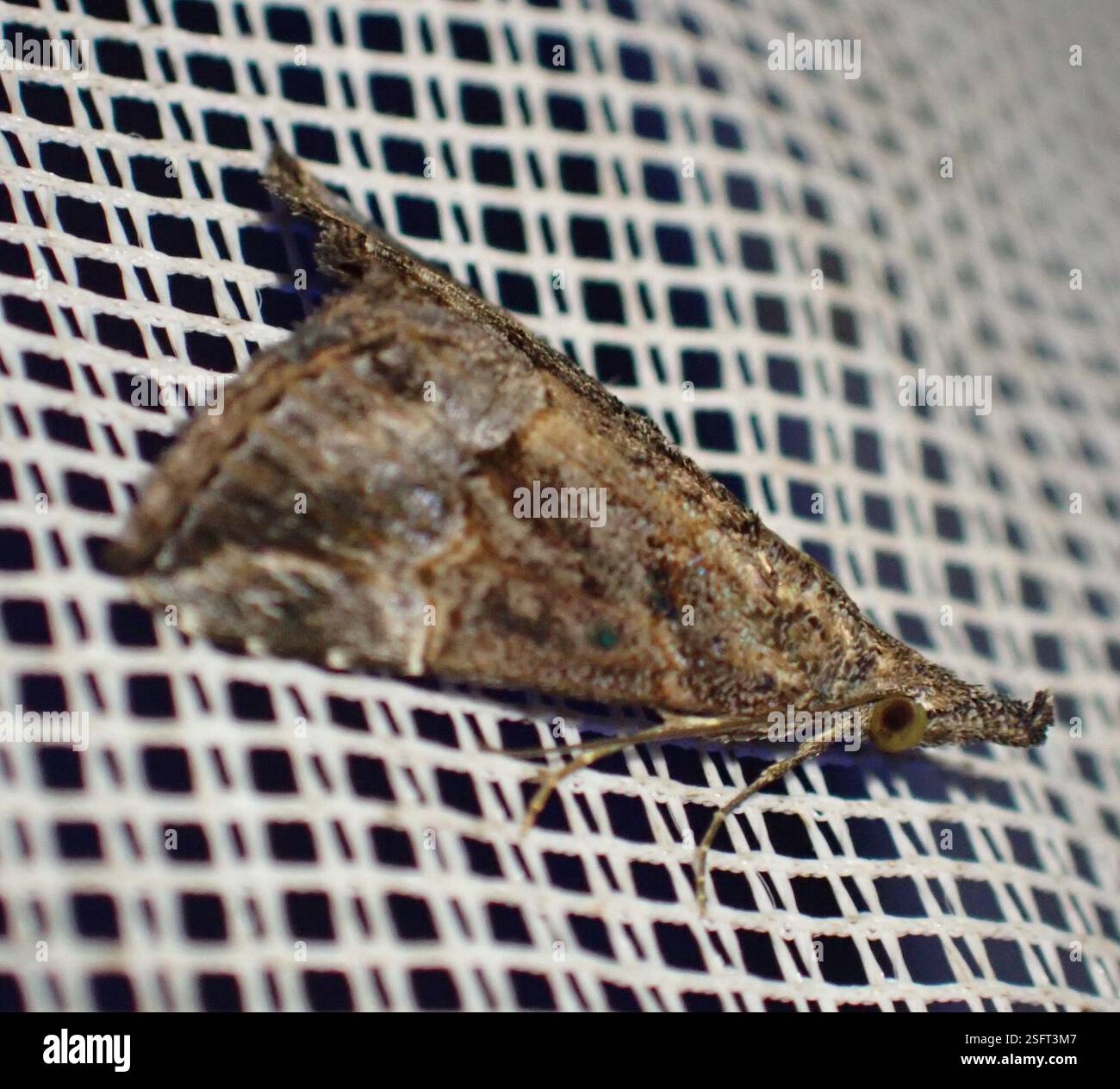 Lantana Defoliator (Hypena laceratalis), Insecta, Santo Antão, Cape ...