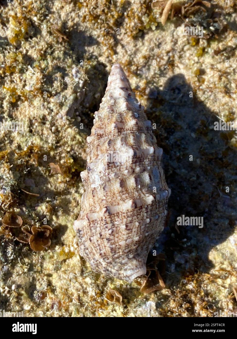 Horn Shell (Cerithium vulgatum), Mollusca, Mallorca, Campos, Balearen, ES Stock Photo - Alamy