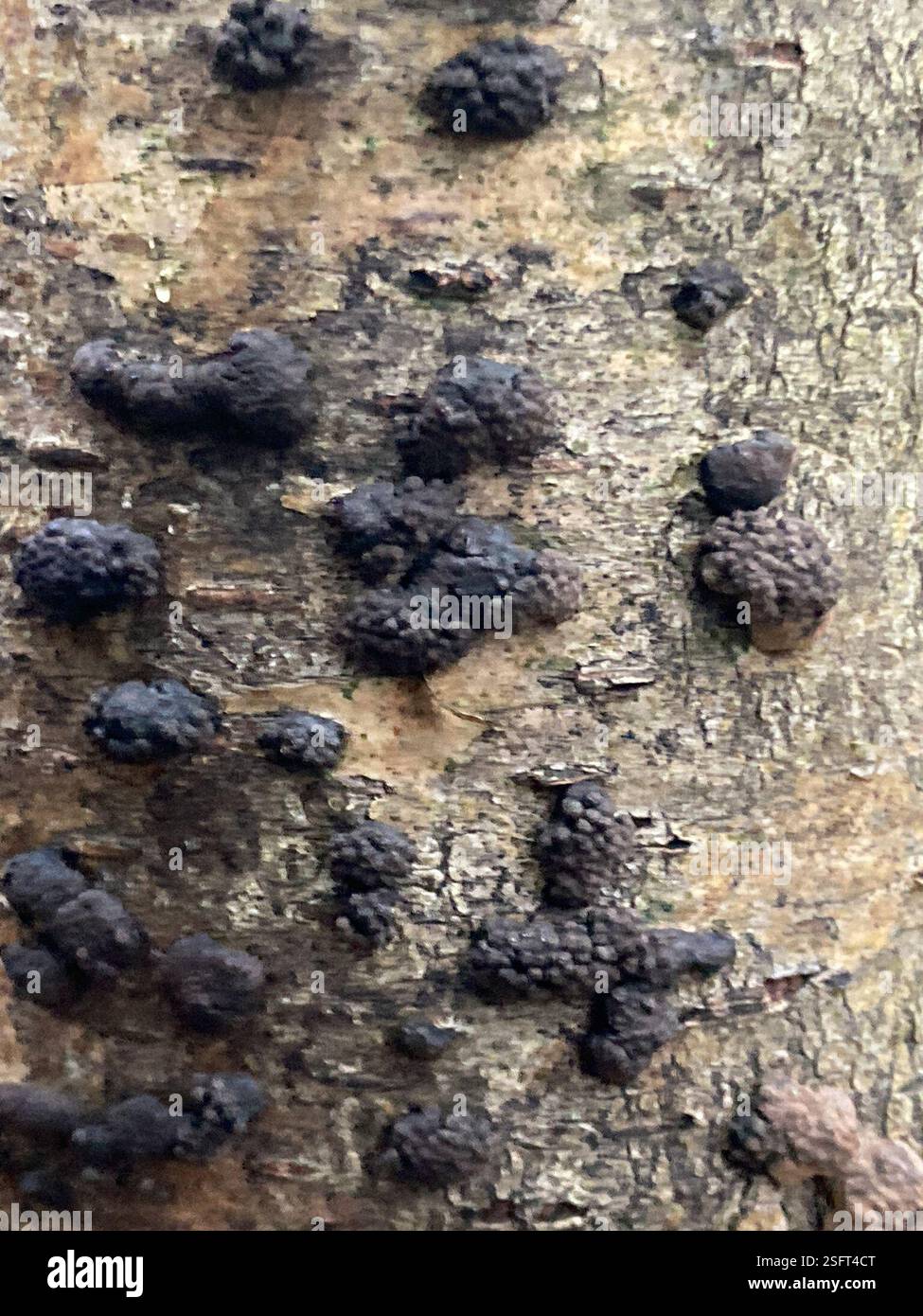 Birch Woodwart (Jackrogersella multiformis), Fungi, Sheen Common Dr ...