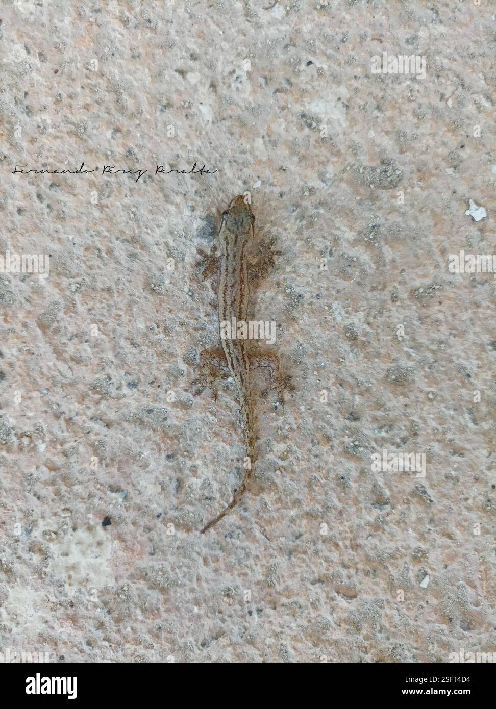 Asian House Gecko (Hemidactylus frenatus), Reptilia, Conkal, Yuc ...