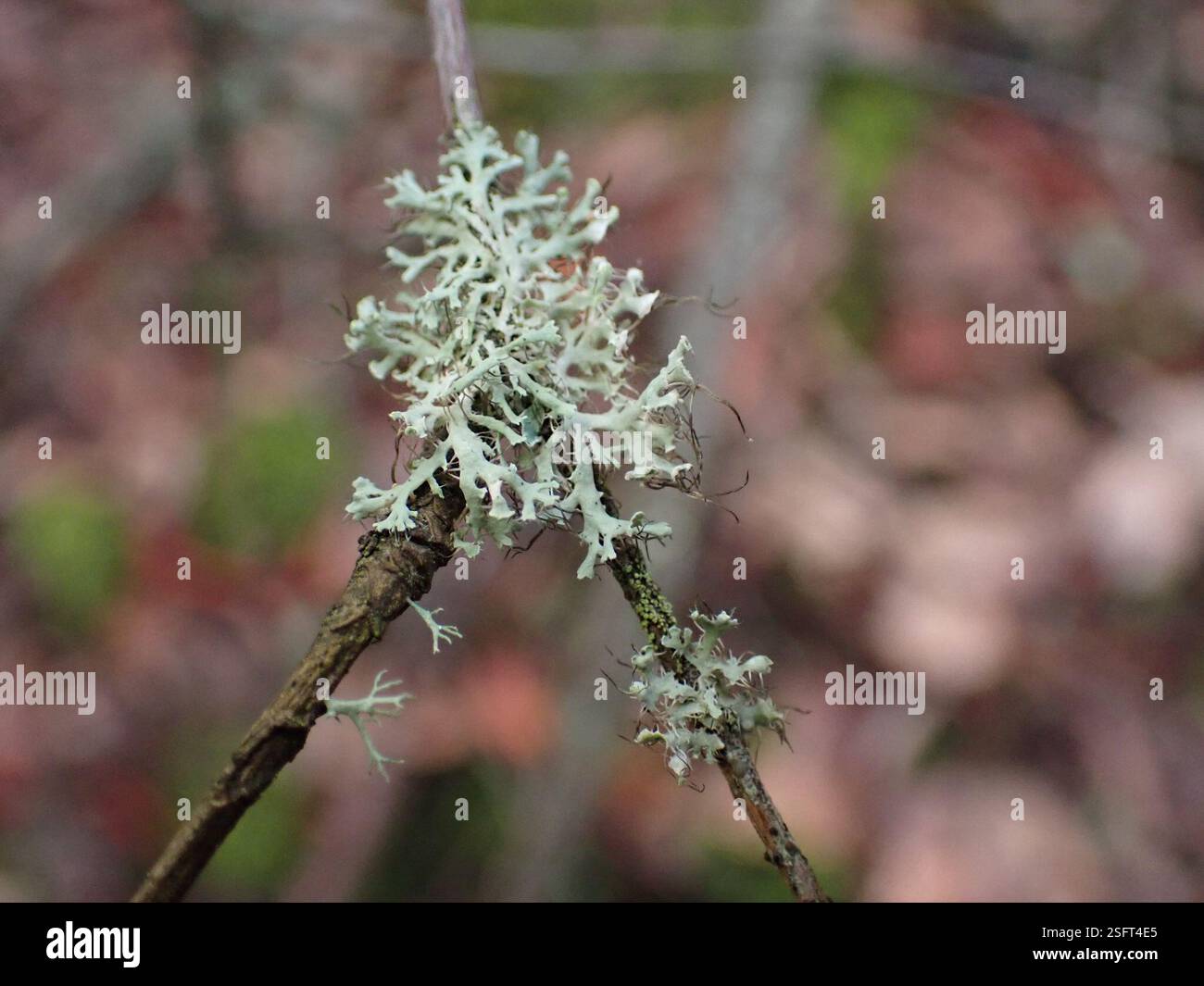 Fringed Rosette Lichen (Physcia tenella), Fungi, Colwood, BC, Canada ...