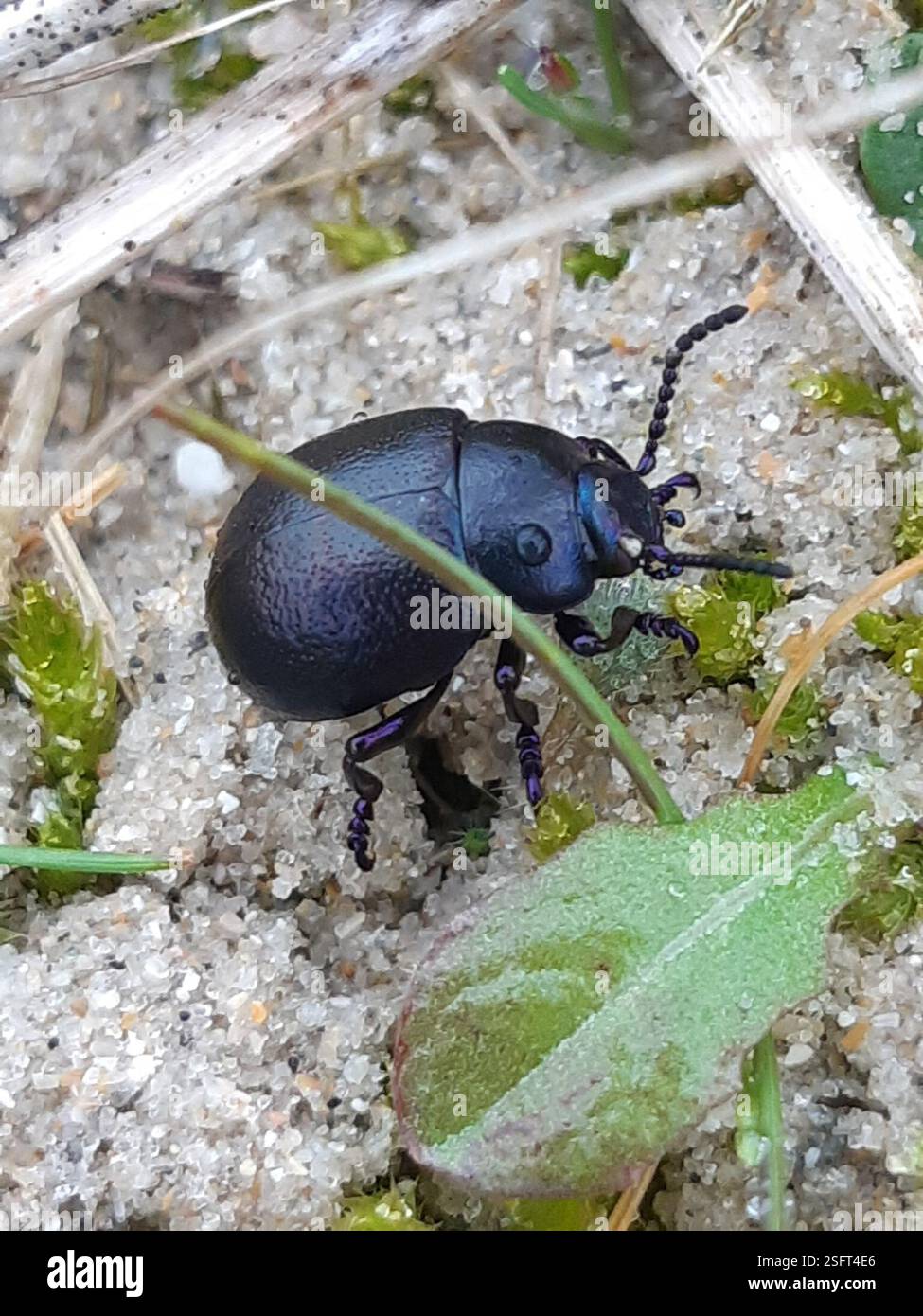 Lesser Bloody-nosed Beetle (Timarcha goettingensis), Insecta, Manche ...