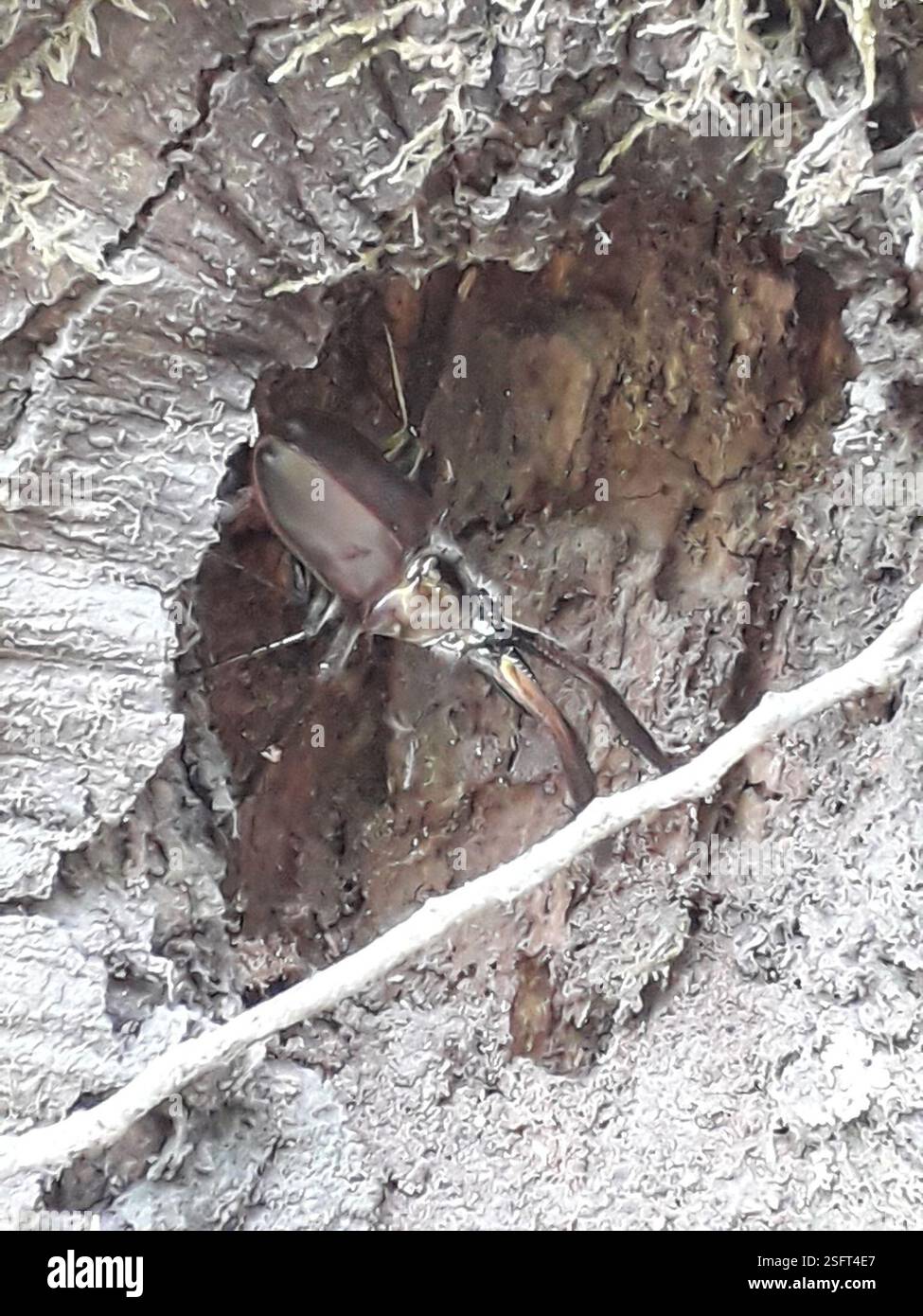 Chilean Stag Beetle (Chiasognathus grantii), Insecta, Пукон, Араукания ...