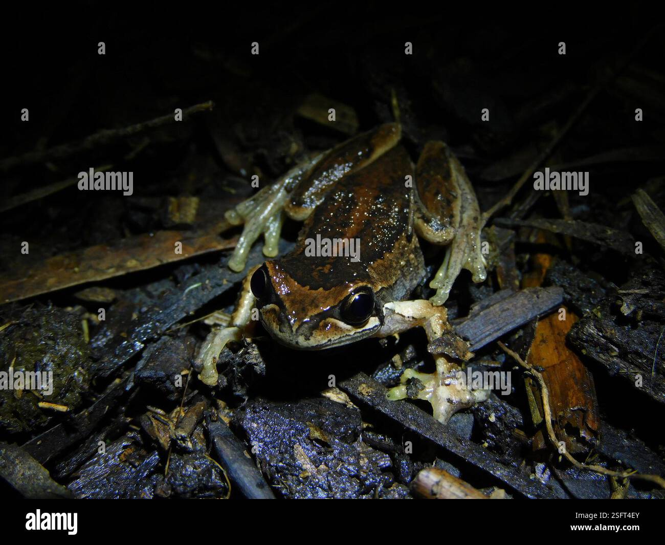 Brown Tree Frog (Litoria ewingii), Amphibia, Hobart TAS, Australia ...