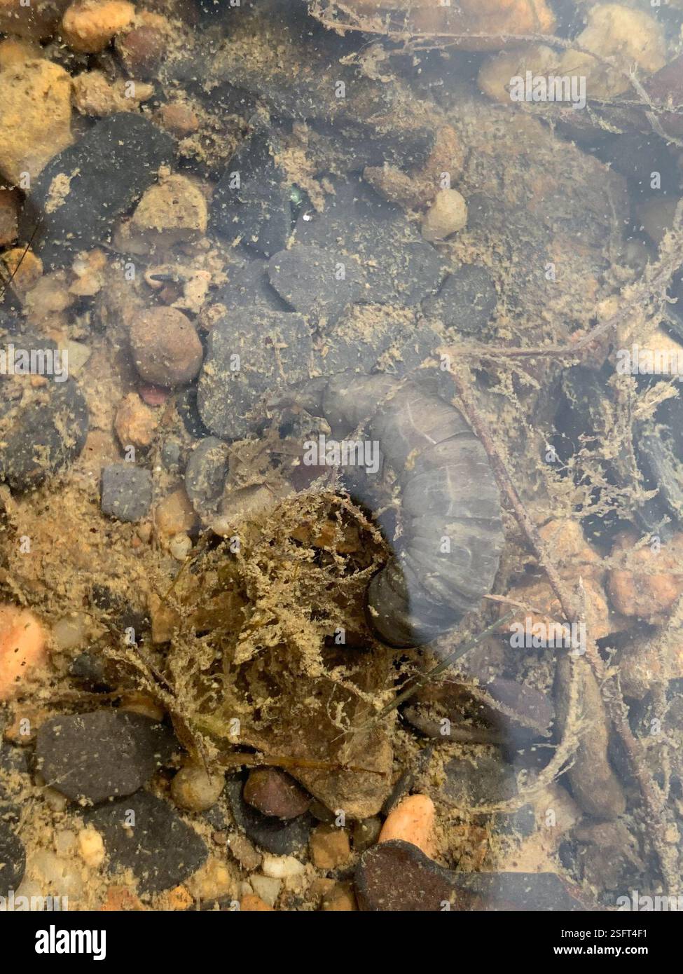 Typical Crane Flies (Tipuloidea), Insecta, Berea, KY, US, Found in ...