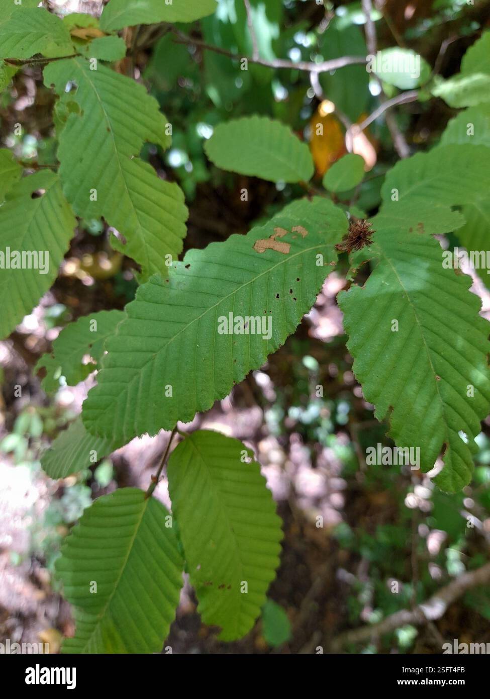 Rauli (Nothofagus alpina), Plantae, Cautín, CL-AR, CL Stock Photo - Alamy