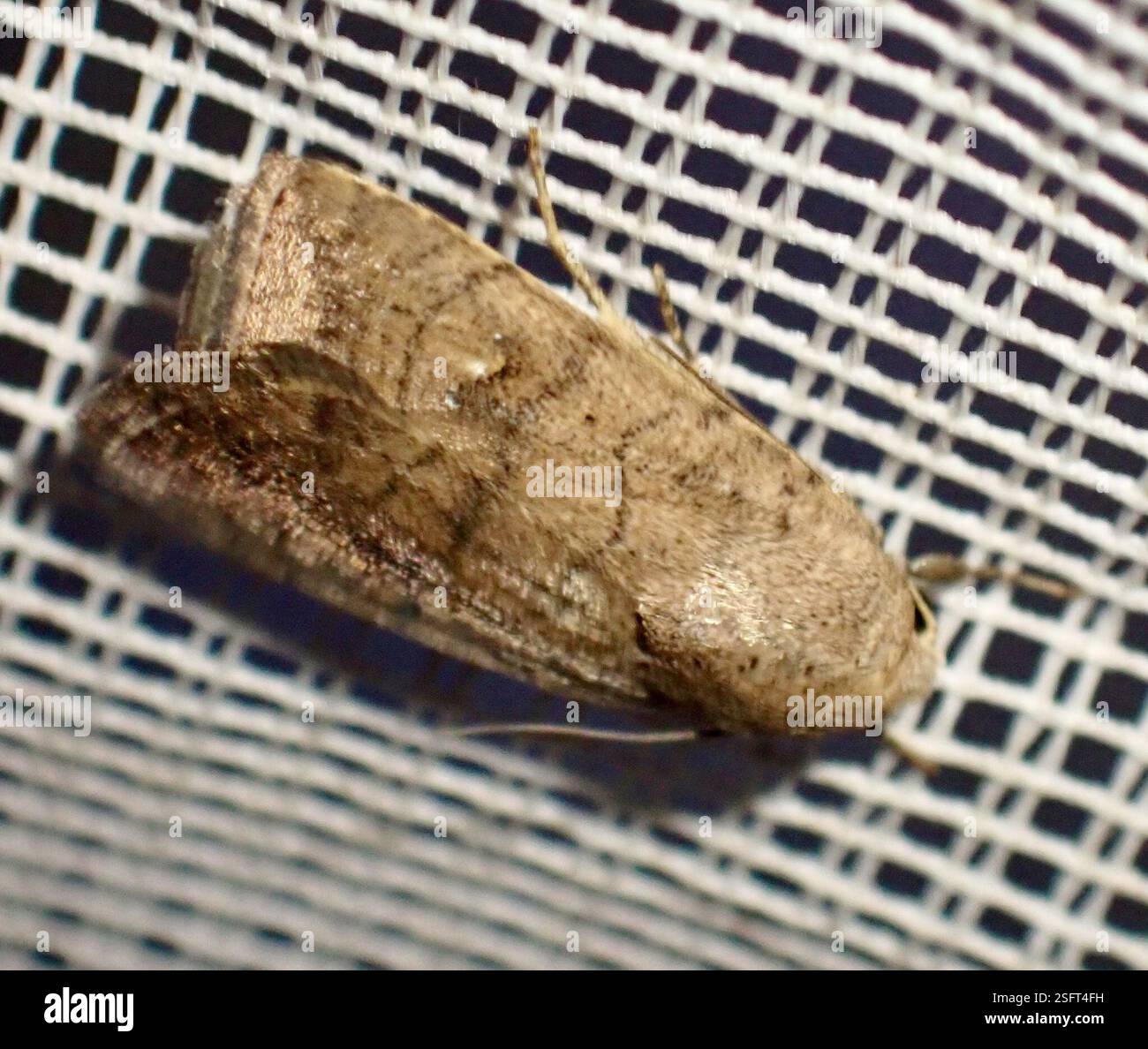 Owlet Moths and Allies (Noctuoidea), Insecta, Santo Antão, Cape Verde ...