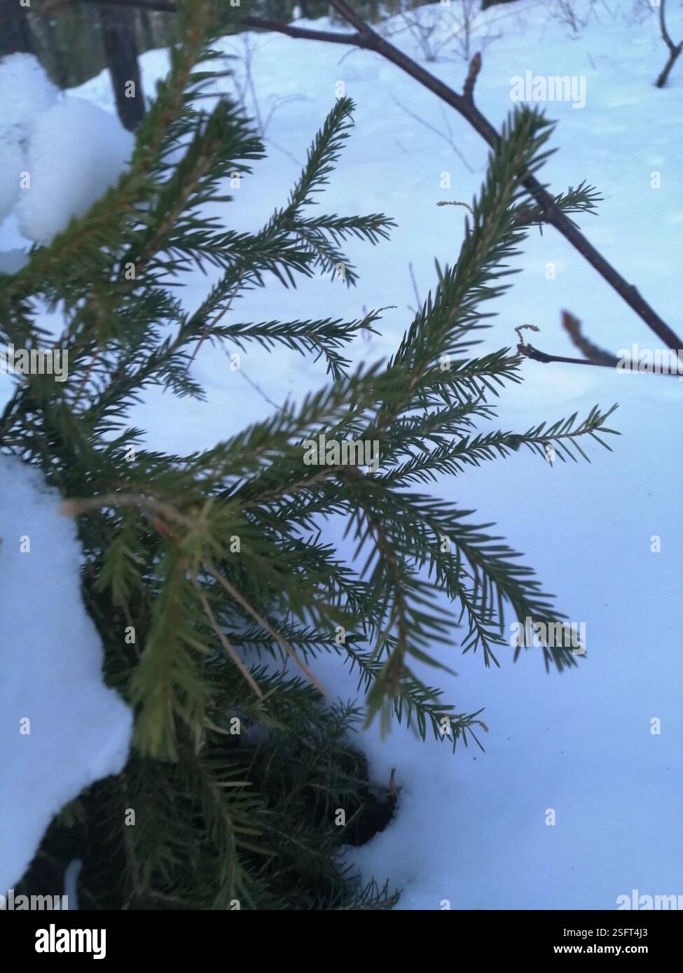 Siberian spruce (Picea obovata), Plantae, Иркутская обл., Россия ...