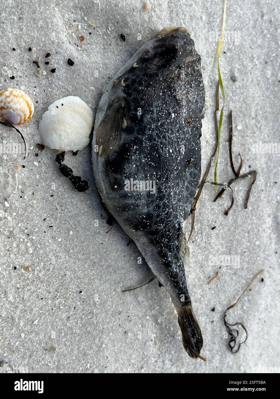 Smooth Toadfish (Tetractenos glaber), Actinopterygii, Bay of Fires ...