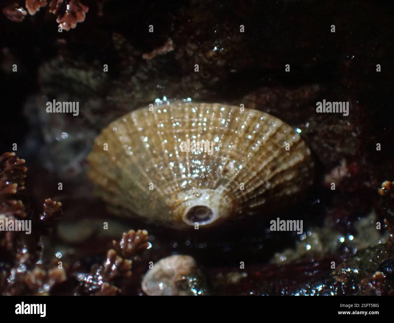 Rough Keyhole Limpet (Diodora aspera), Mollusca, Fairfield, Victoria, BC, Canada Stock Photo - Alamy