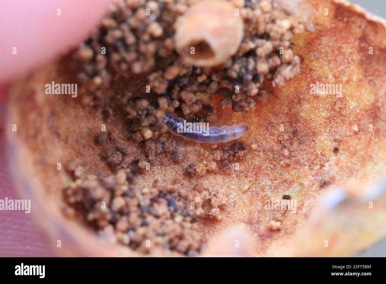 Winged and Once-winged Insects (Pterygota), Insecta, Lane, Oregon ...