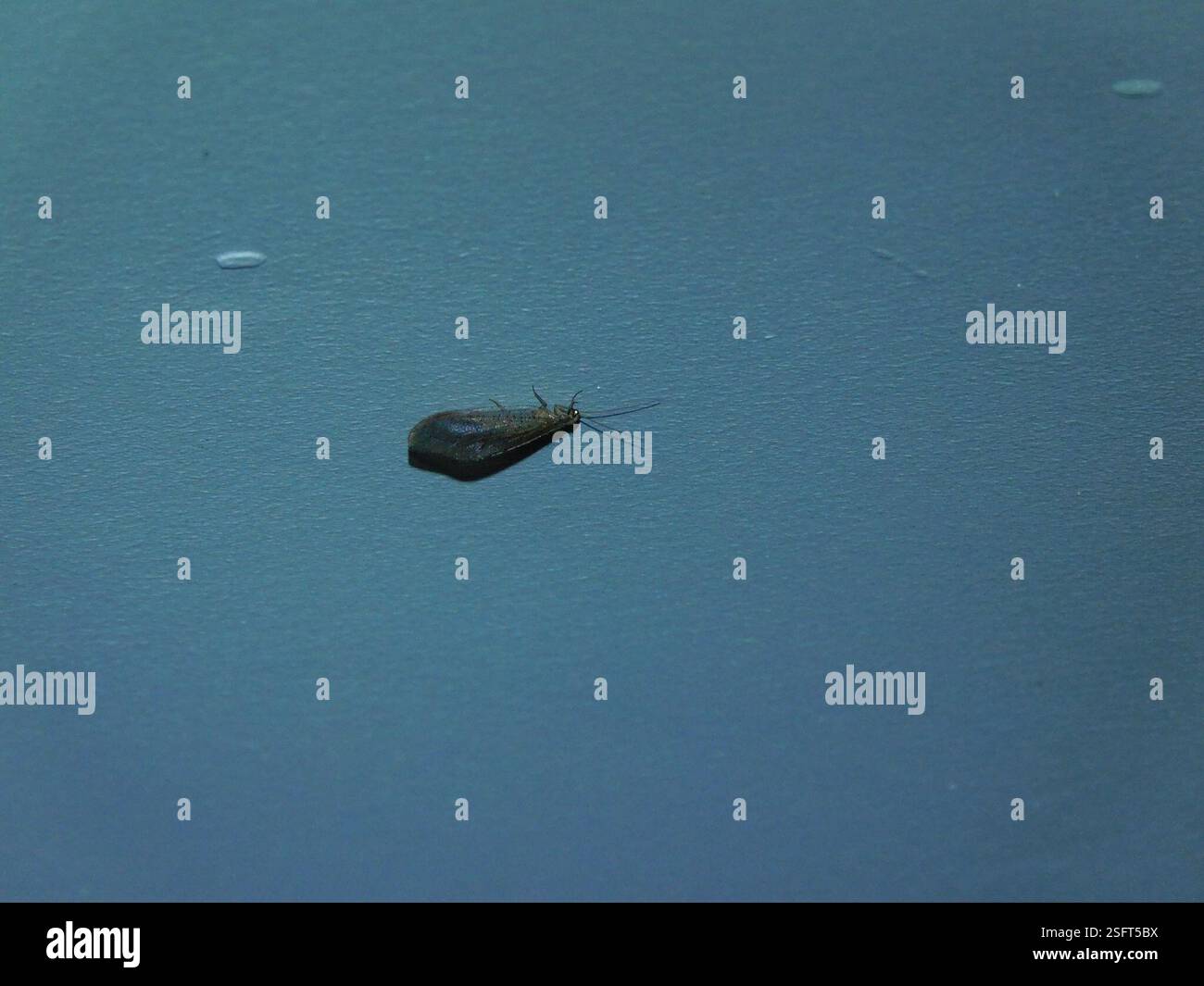 Stream Lacewings (Osmylidae), Insecta, Hobart TAS, Australia Stock ...