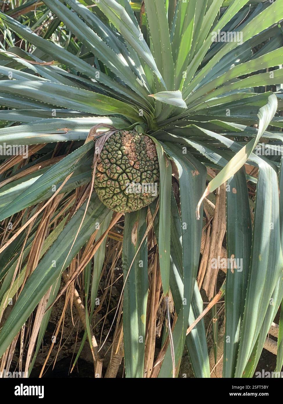 thatch screwpine (Pandanus tectorius), Plantae, Straße von Malakka ...