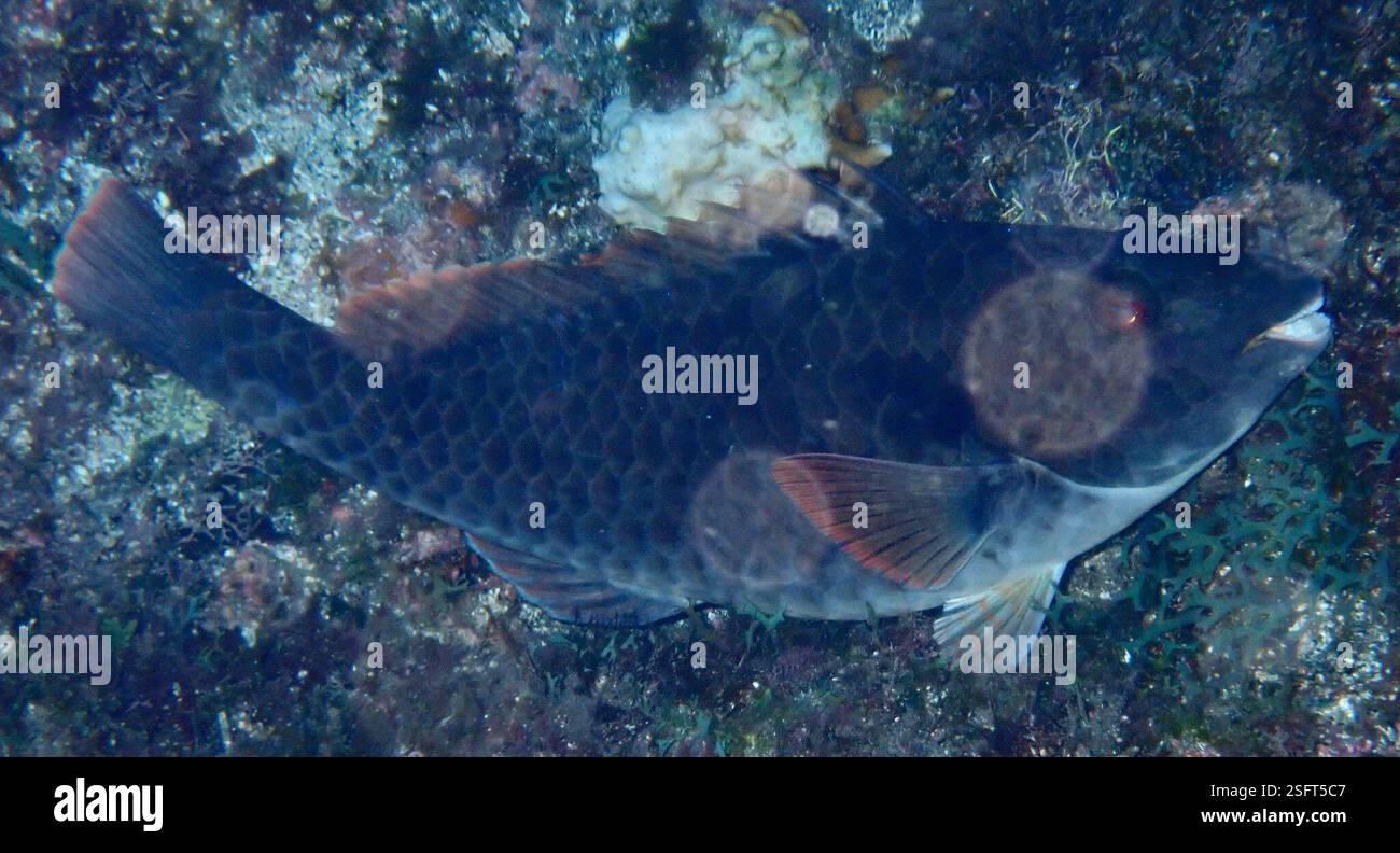 European Parrotfish (Sparisoma cretense), Actinopterygii, Baía Entre ...