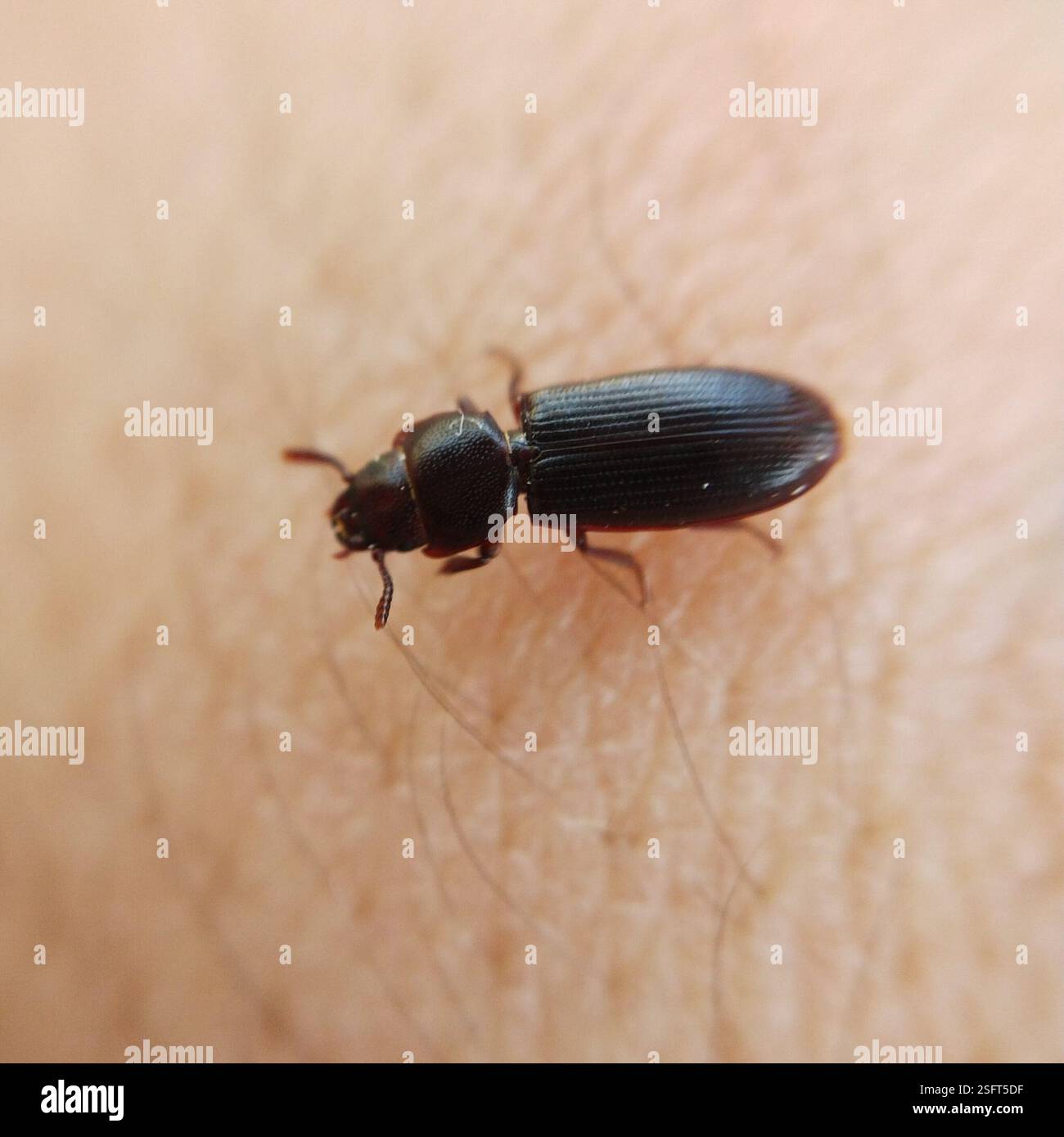 Cadelles (Tenebroides), Insecta, ul. Vishneva, 1164 Borisova Gradina ...