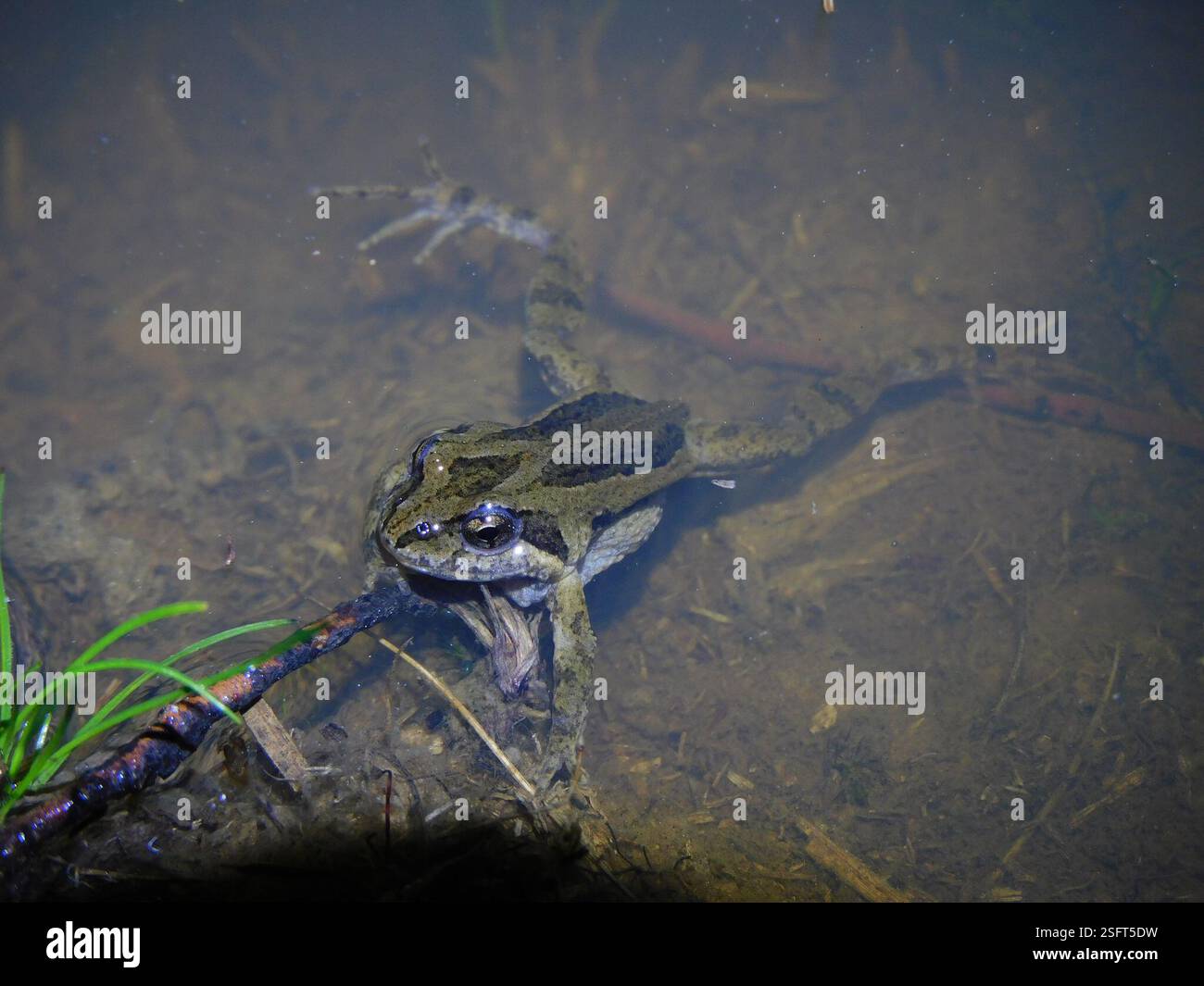 Common Eastern Froglet (Crinia signifera), Amphibia, Hobart TAS ...