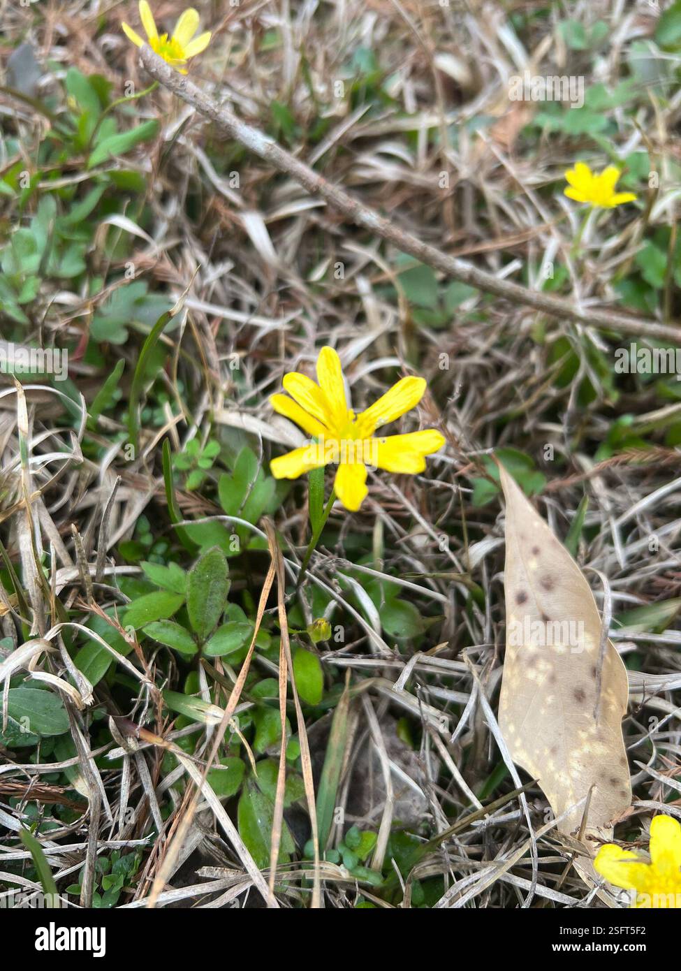 Early Buttercup (Ranunculus fascicularis), Plantae, Bienville National ...