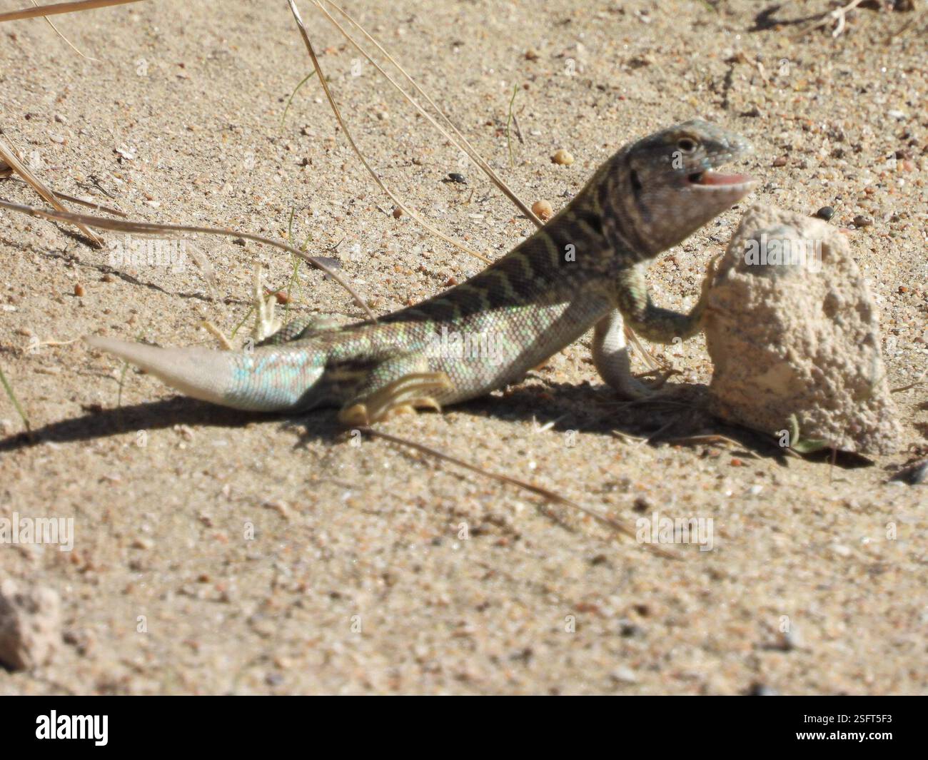 Black-faced Smooth-throated Lizard (Liolaemus melanops), Reptilia ...
