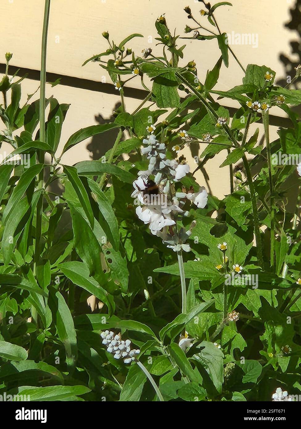 Buff-tailed Bumble Bee (Bombus terrestris), Insecta, Auckland, NZ Stock ...