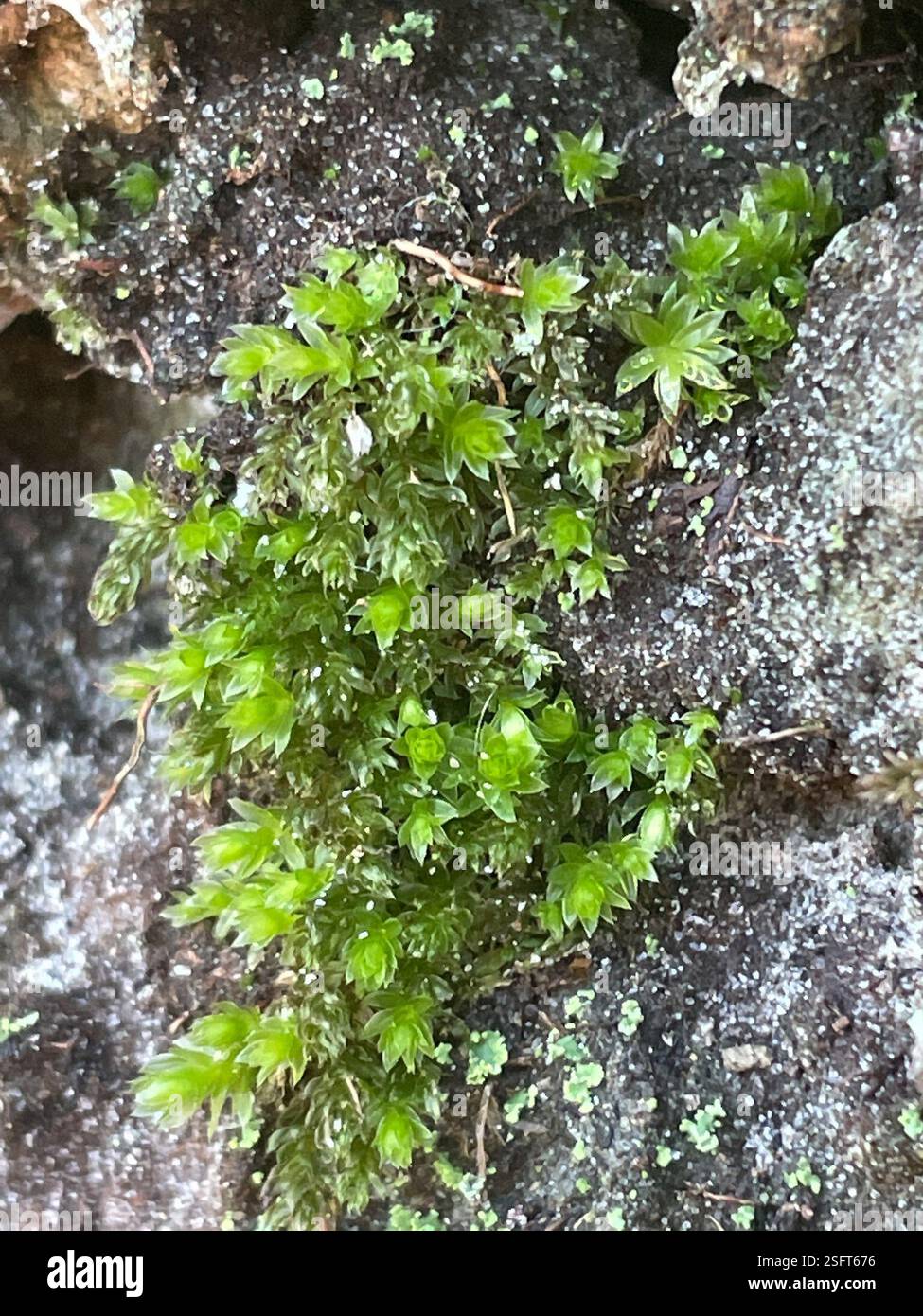 Horn Calcareous Moss (Mnium hornum), Plantae, De Geelders, Boxtel ...