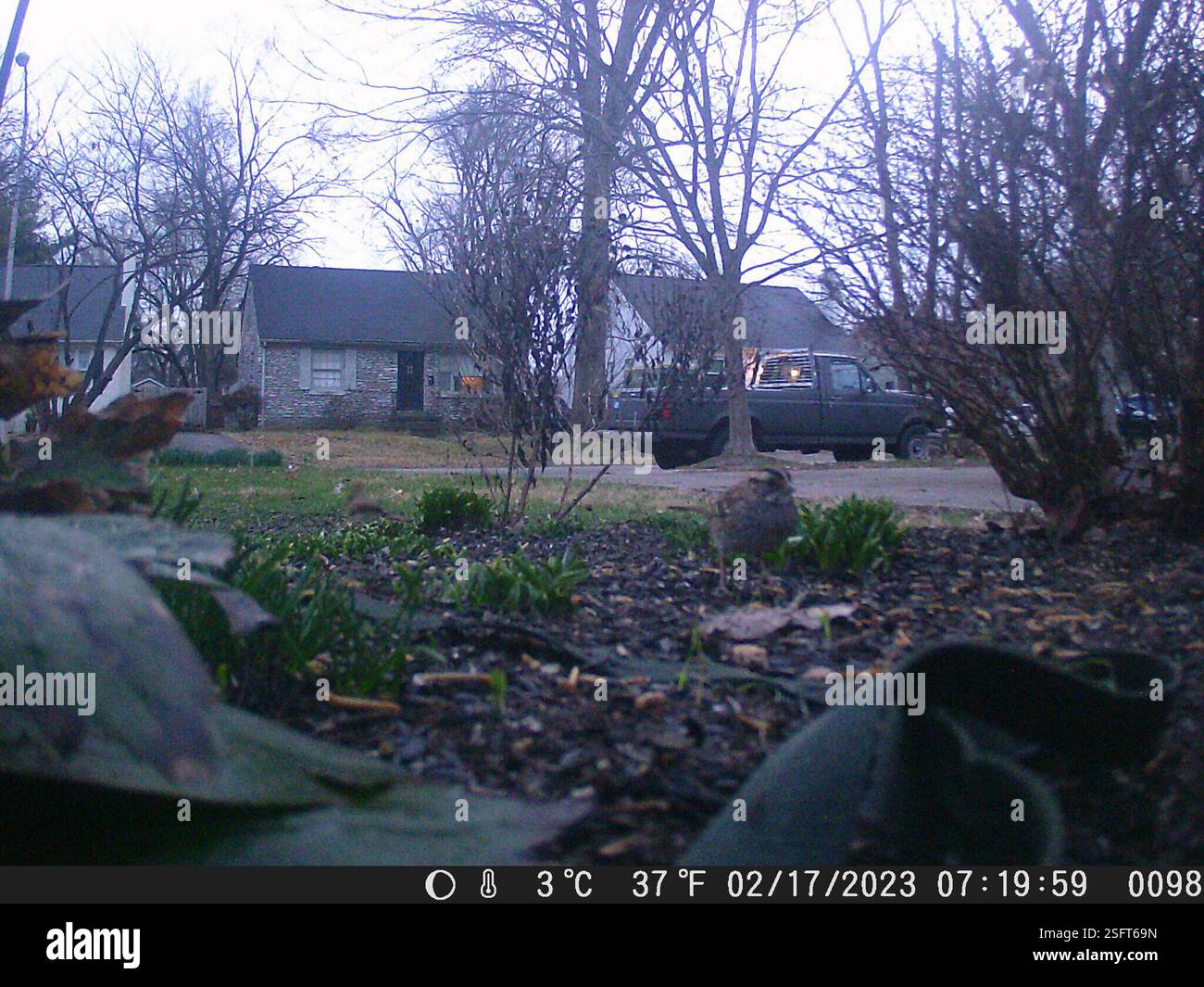 White-throated Sparrow (Zonotrichia albicollis), Aves, Kentucky, US ...