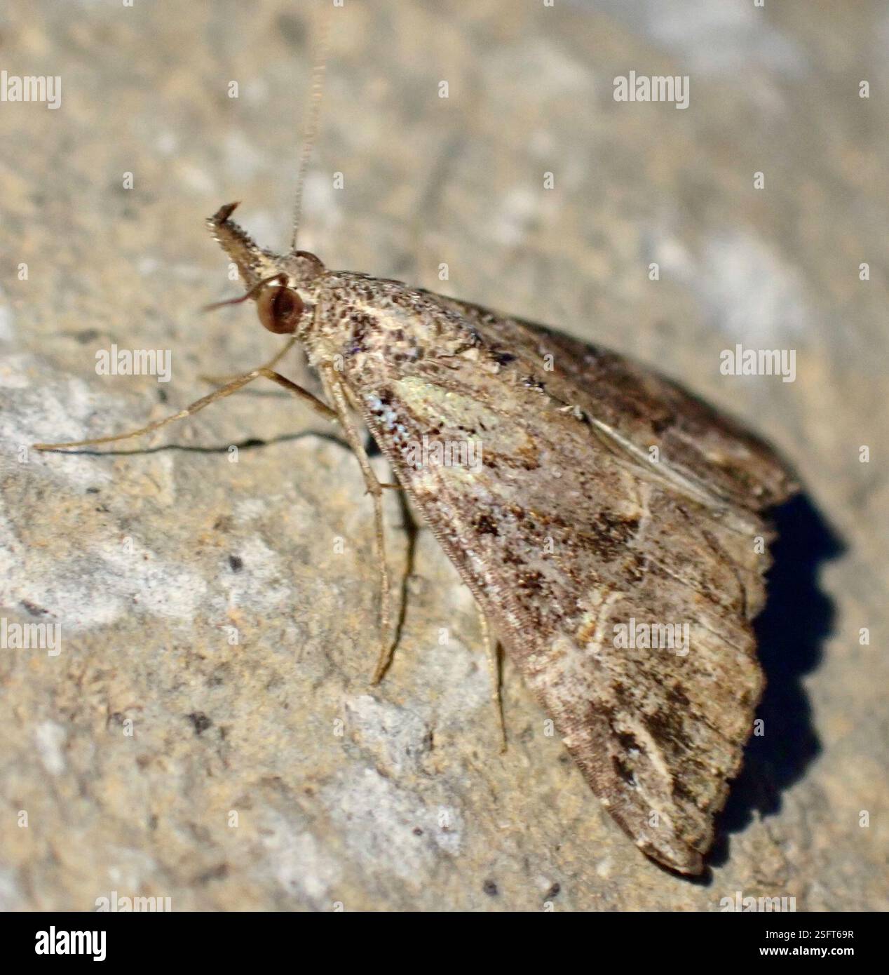 Lantana Defoliator (Hypena laceratalis), Insecta, Santo Antão, Cape ...