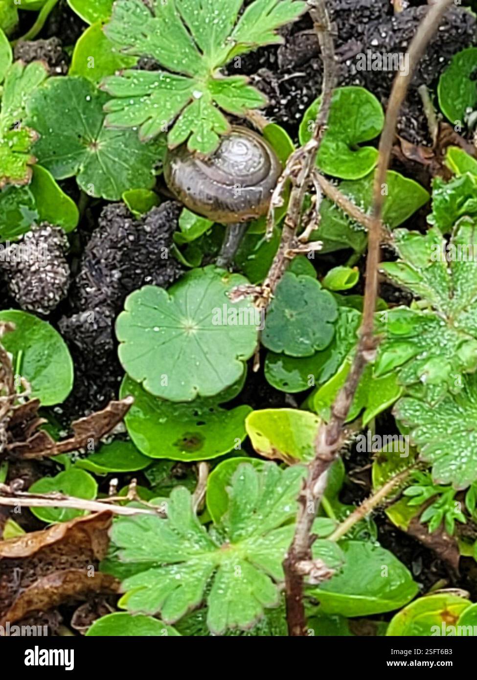 (Helicina), Mollusca, 2185 Bellmead Circle Stock Photo - Alamy