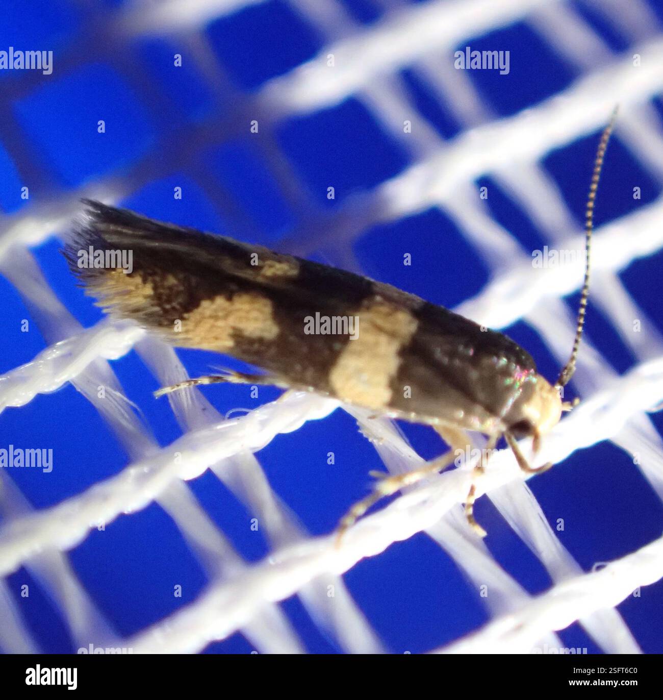 Curved-horn Moths (Gelechioidea), Insecta, Santo Antão, Cape Verde, CV ...