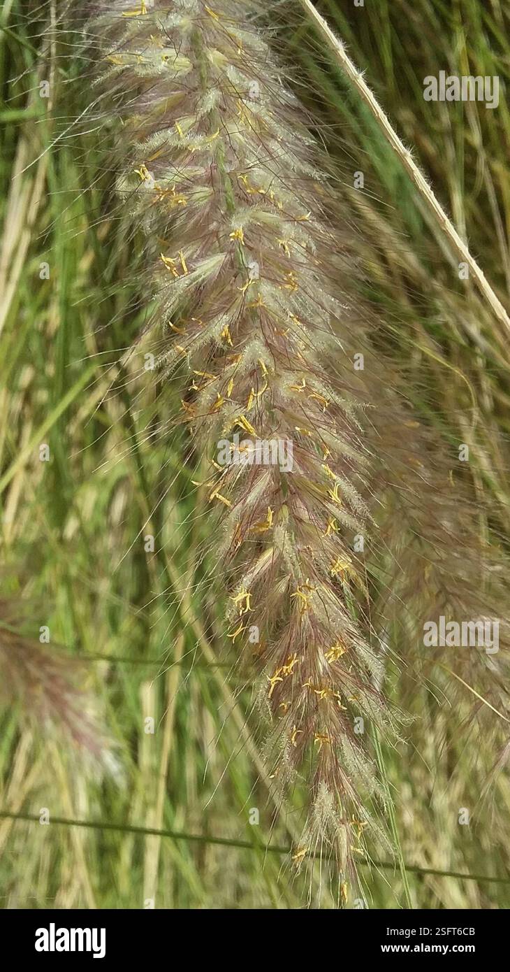 Fountain Grass (Cenchrus setaceus), Plantae, Goodwood SA 5034 ...