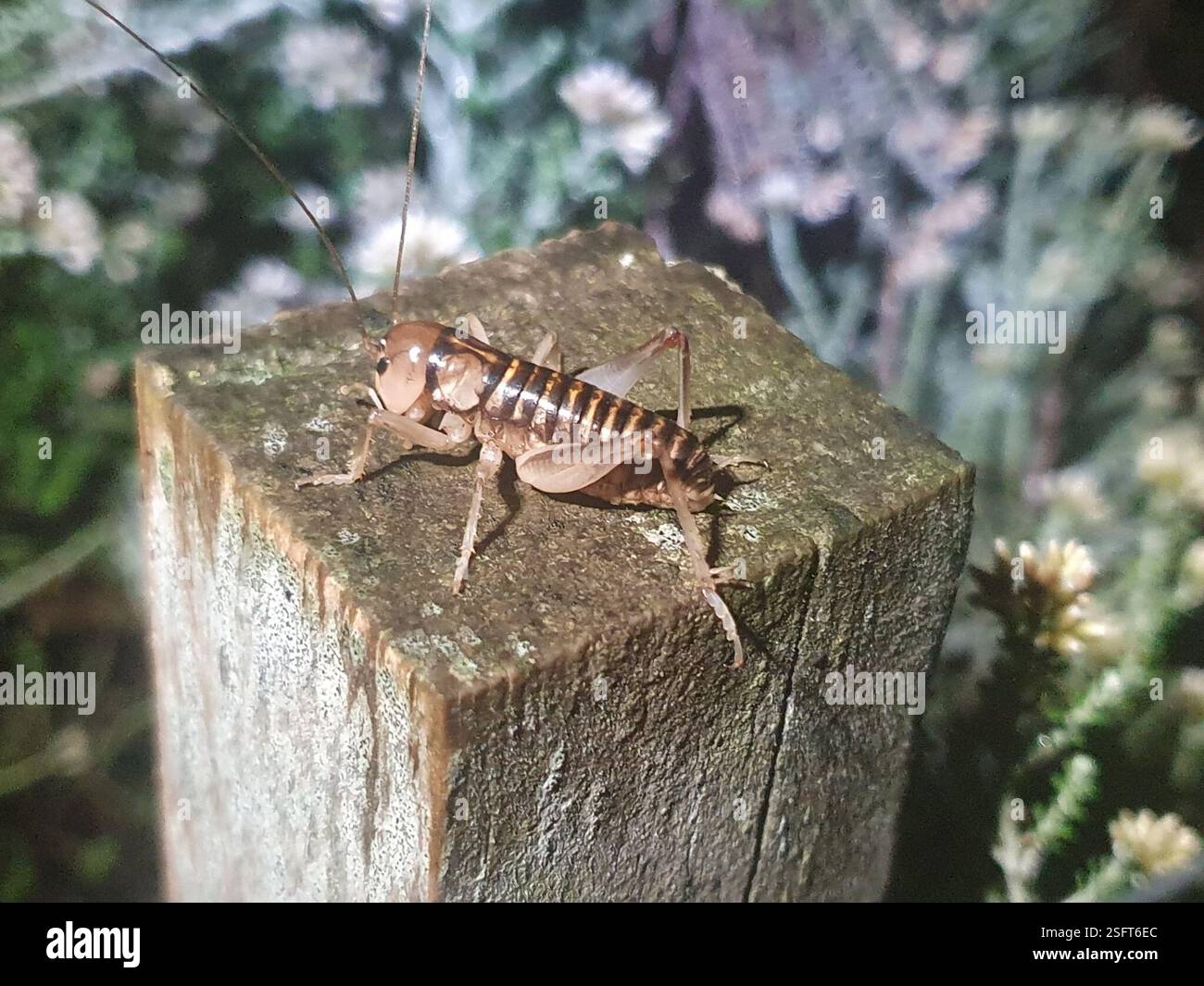 Wētā and King Crickets (Anostostomatidae), Insecta, Mākara, Wellington ...