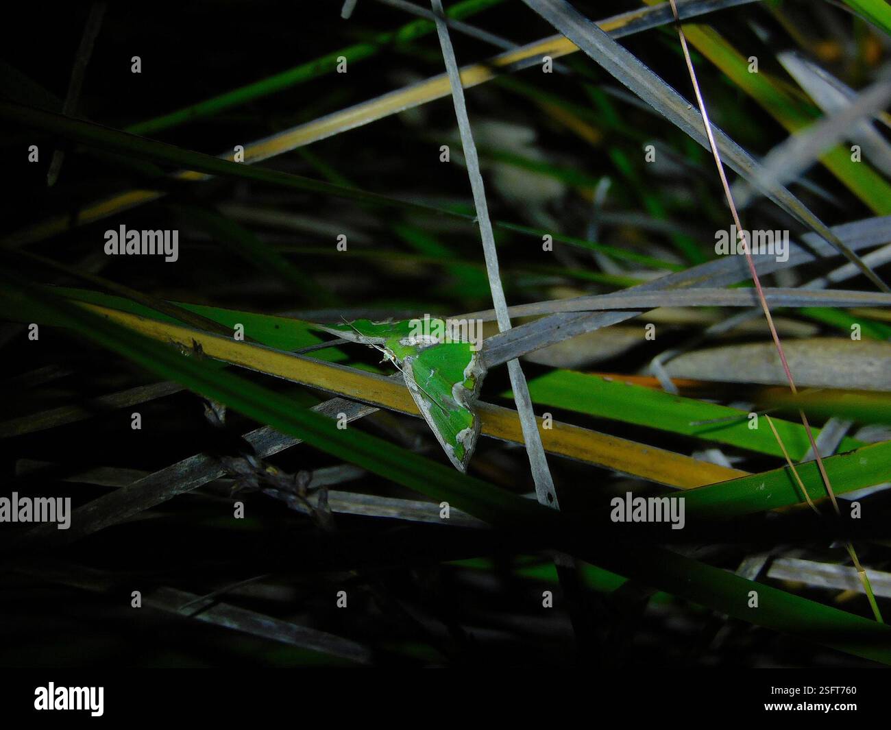 Lacy Emerald (Eucyclodes insperata), Insecta, Hobart TAS, Australia ...
