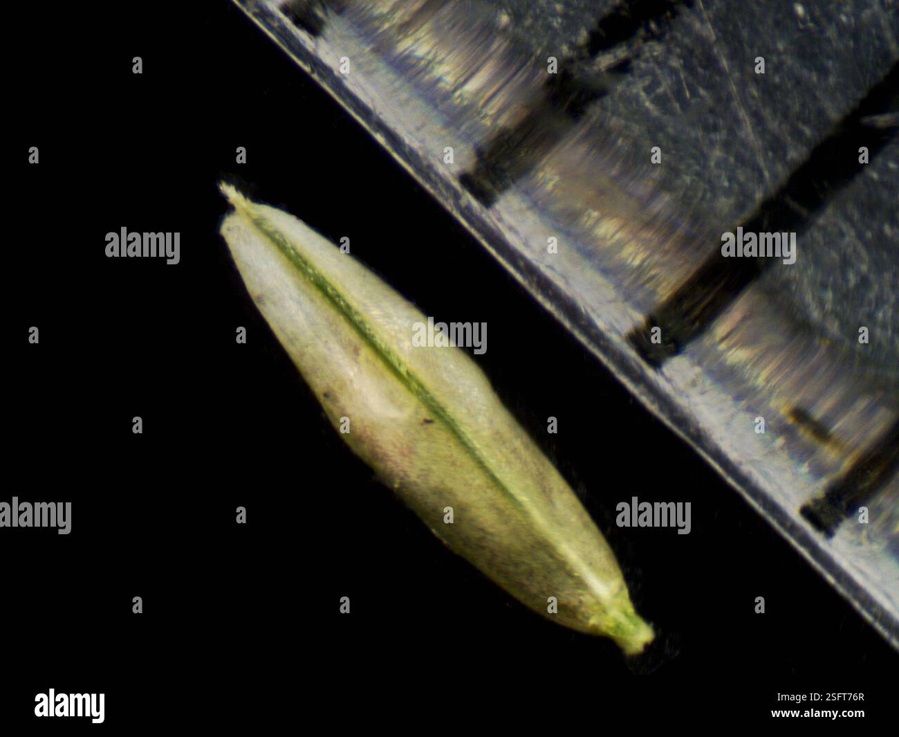 mexican sprangletop (Diplachne fusca uninervia), Plantae, Woodburn, nsw ...