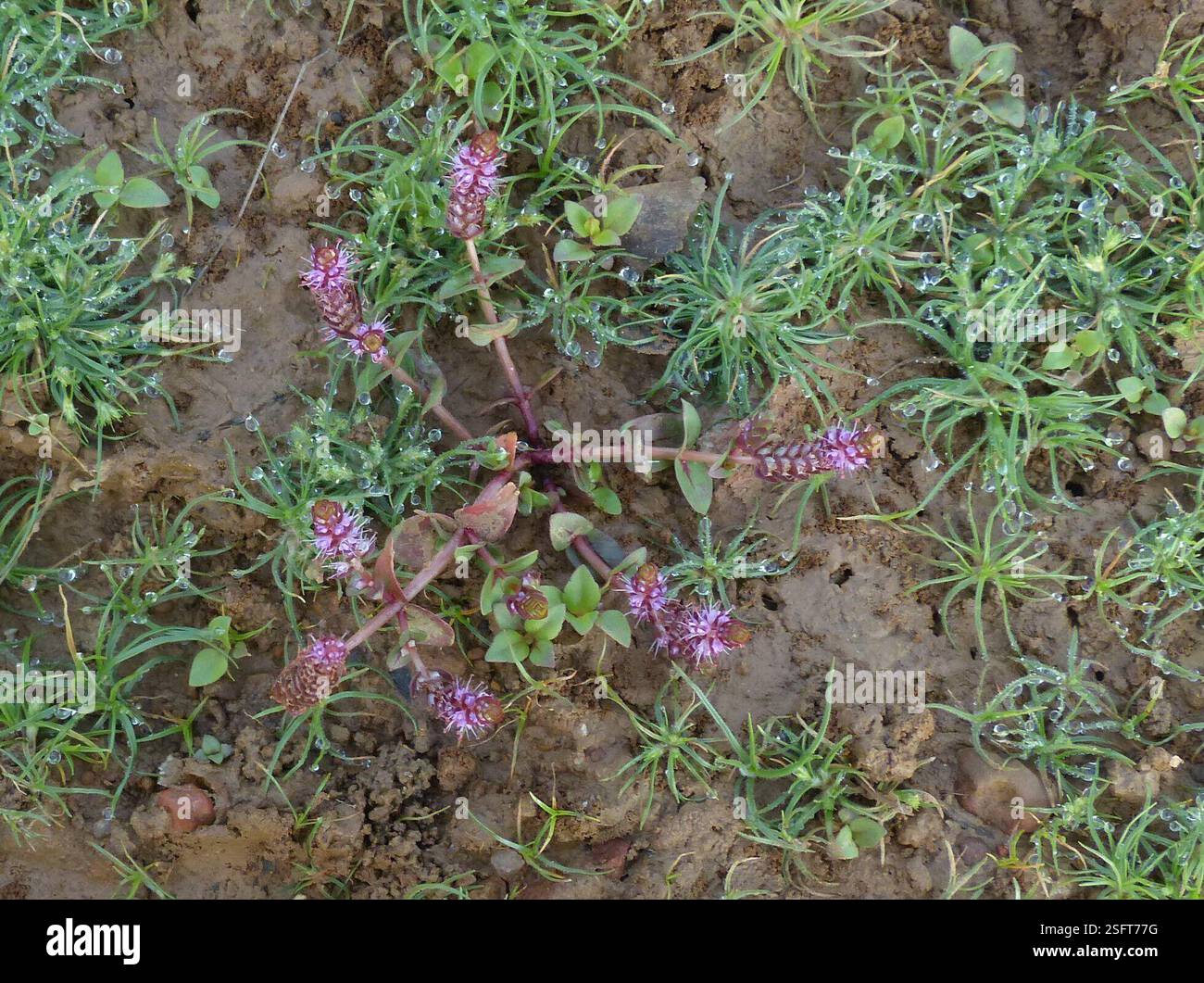Giant Red Rotala (Rotala macrandra), Plantae, Karki, Karnataka, India ...
