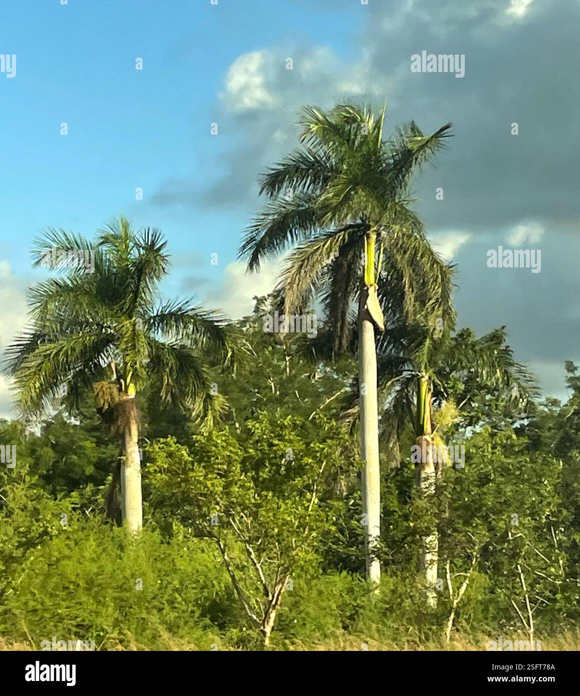 Royal Palm (Roystonea regia), Plantae, Autopista La Habana - Pinar del Río, Artemisa Province ...