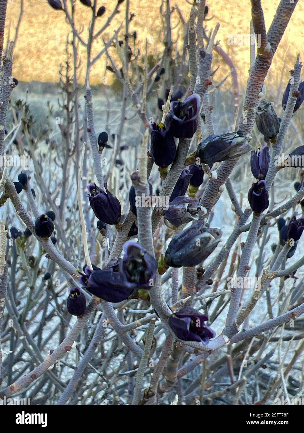 Turpentine Broom (Thamnosma montana), Plantae, San Diego County, US-CA ...