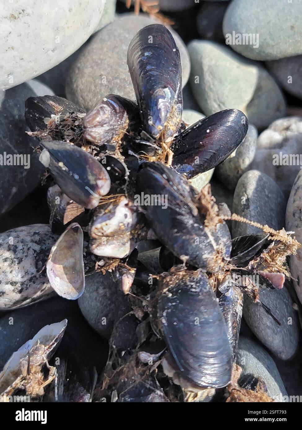 Little Black Mussel (Xenostrobus neozelanicus), Mollusca, West Coast, New Zealand Stock Photo ...