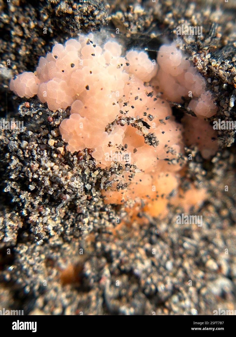 (Pyronema omphalodes), Fungi, Montaña de Oro State Park, Los Osos, CA ...